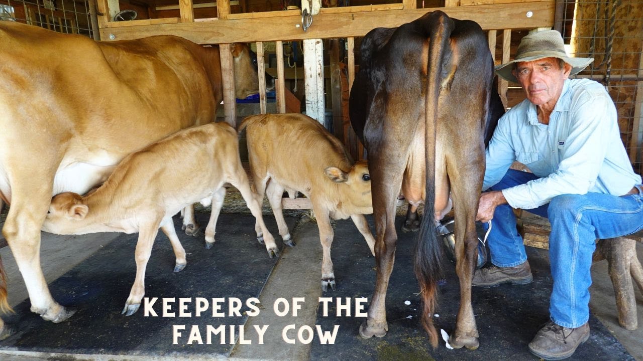 CALF SHARING WITH DAIRY COWS (WHERE EVERYBODY IS HAPPY) - YouTube