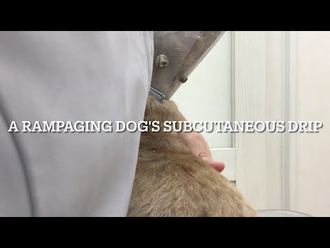 How to Perform Subcutaneous Fluids for Dogs with Kidney Disease - YouTube