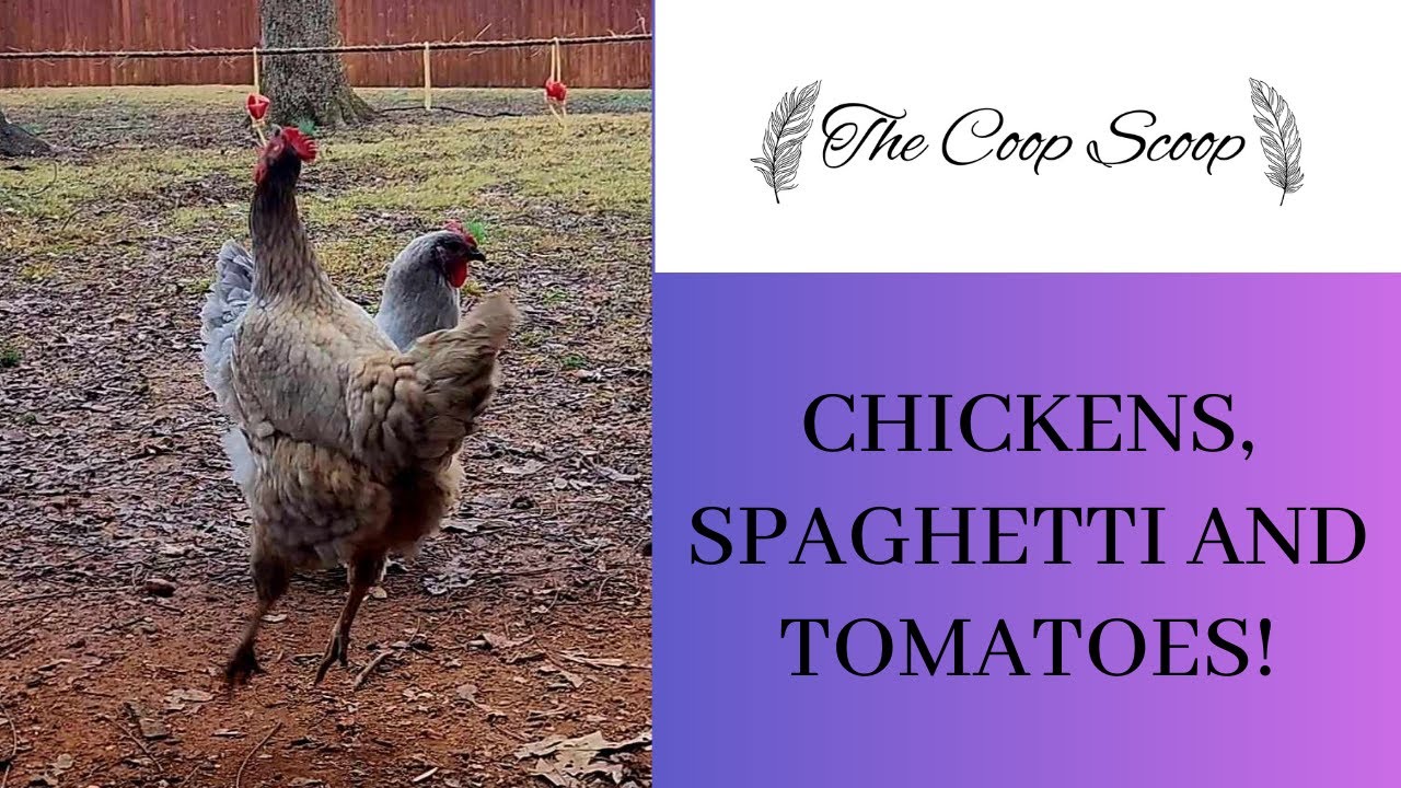Chicken Olympics: Spaghetti Noodle Ropes & Tomatoes Challenge - YouTube