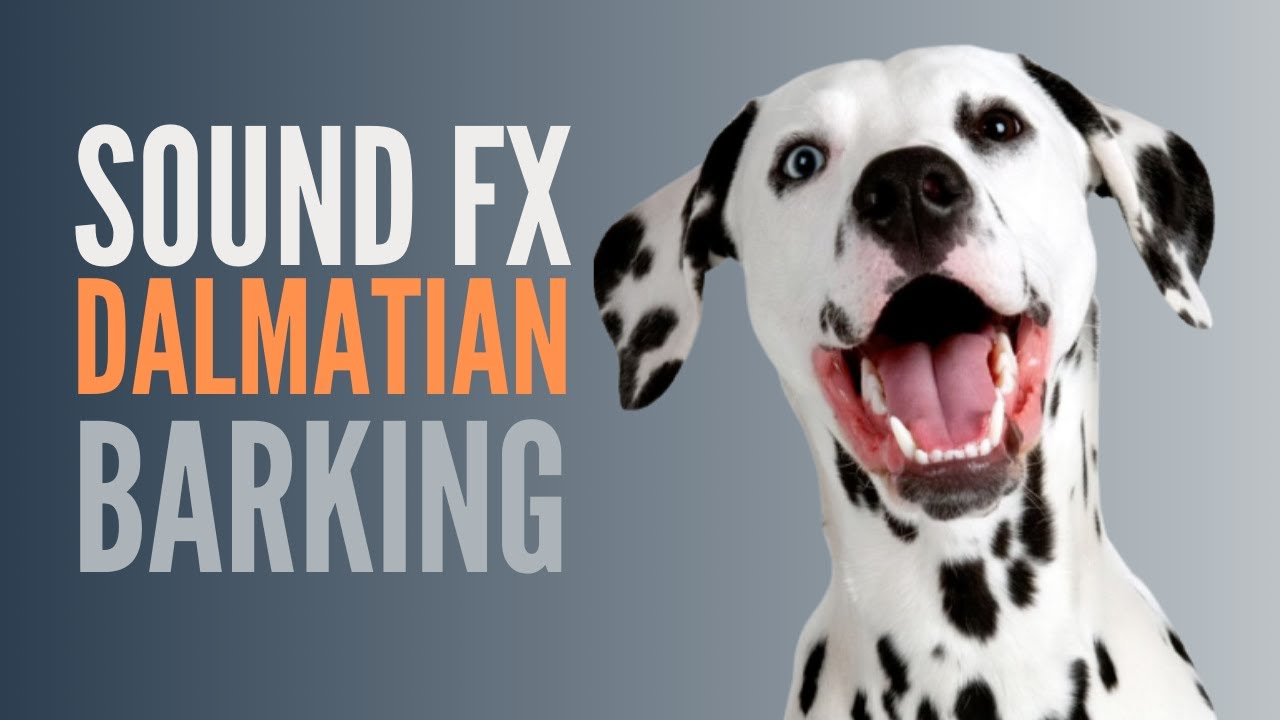 Do Dalmatians Bark