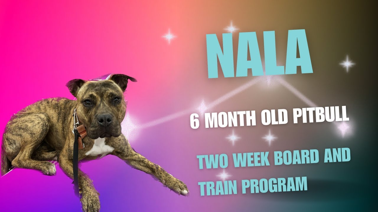 Best Dog Training in Chicago! 6 month old PitBull, Nala! - YouTube