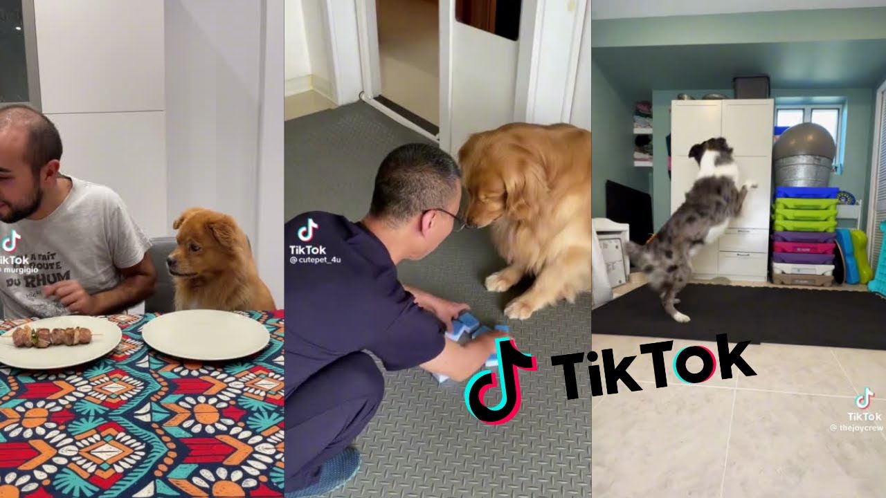 Videos de animales graciosos | Tik Tok compilation #29 - YouTube