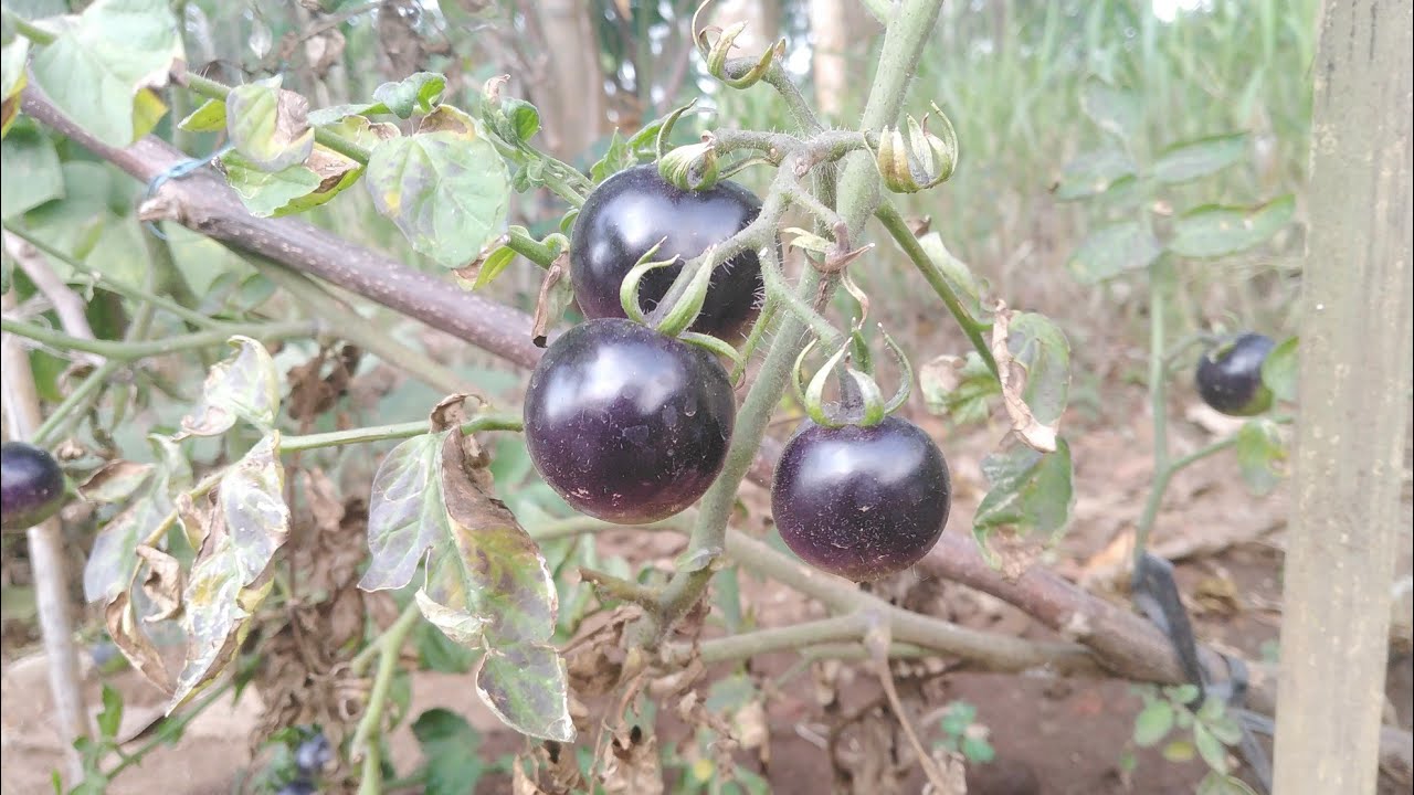 Tomat Hitam - YouTube