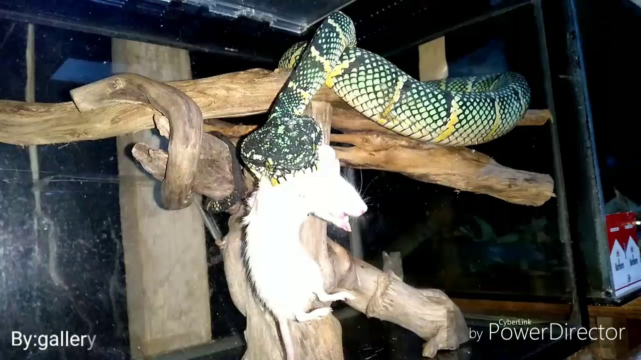 taring gigi ular Wagler saat makan - YouTube