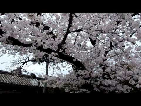 Sakura Japan bahsetmişken- Çekim kiraz Kyoto Toji