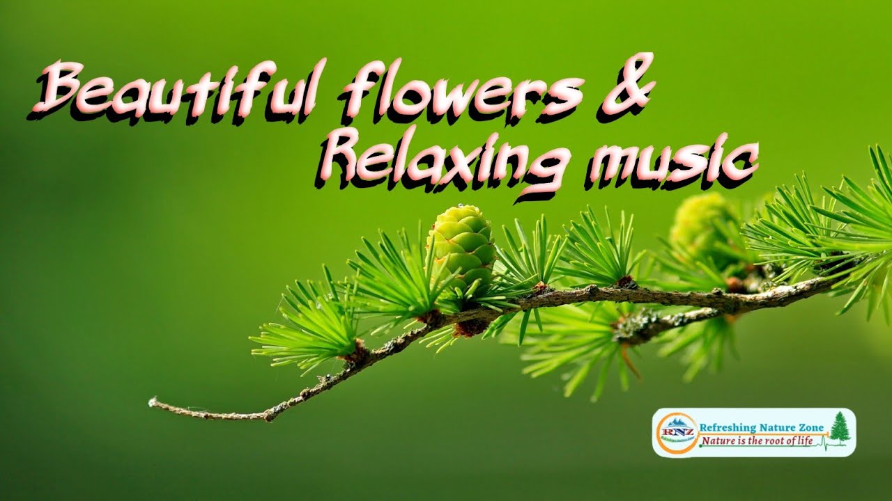 Beautiful flowers & butterfly with calm sounds| Soothing music with ...