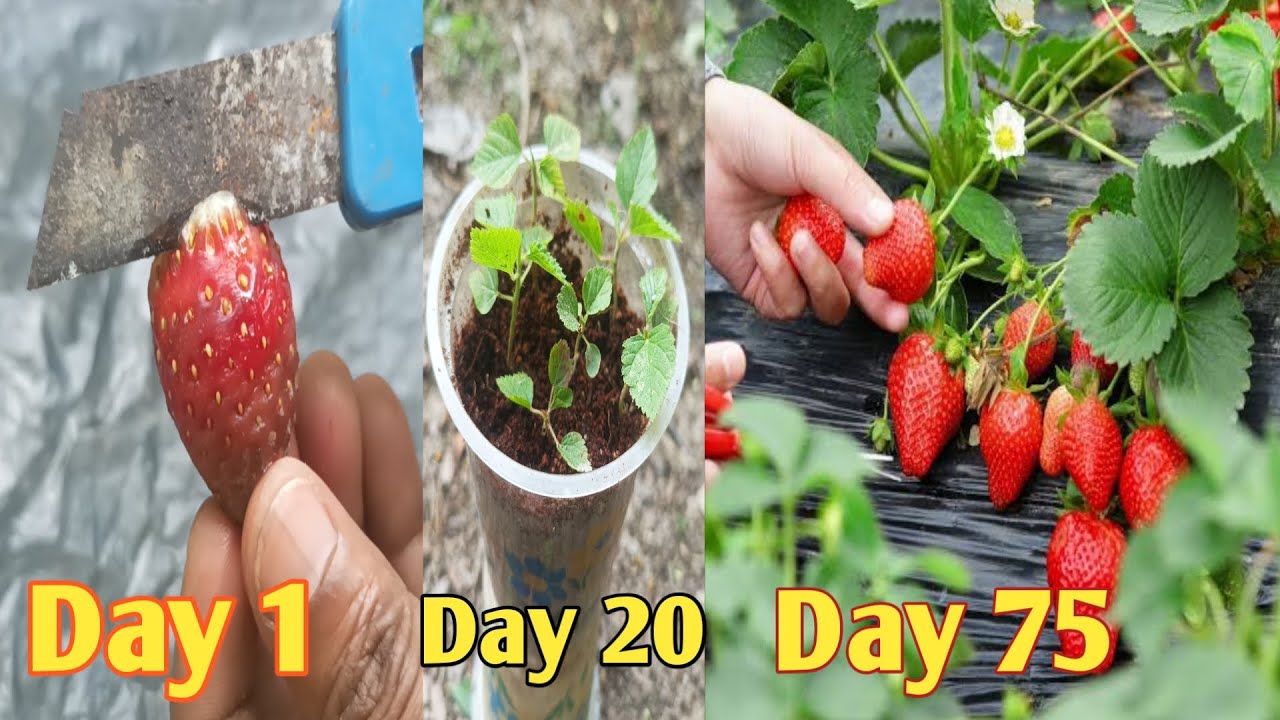 How to grow strawberry plant from strawberry skin at home, simple ...