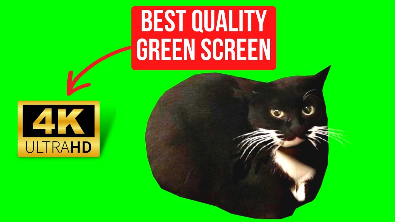 Maxwell The Cat Dancing Green Screen 4k 60 FPS - YouTube