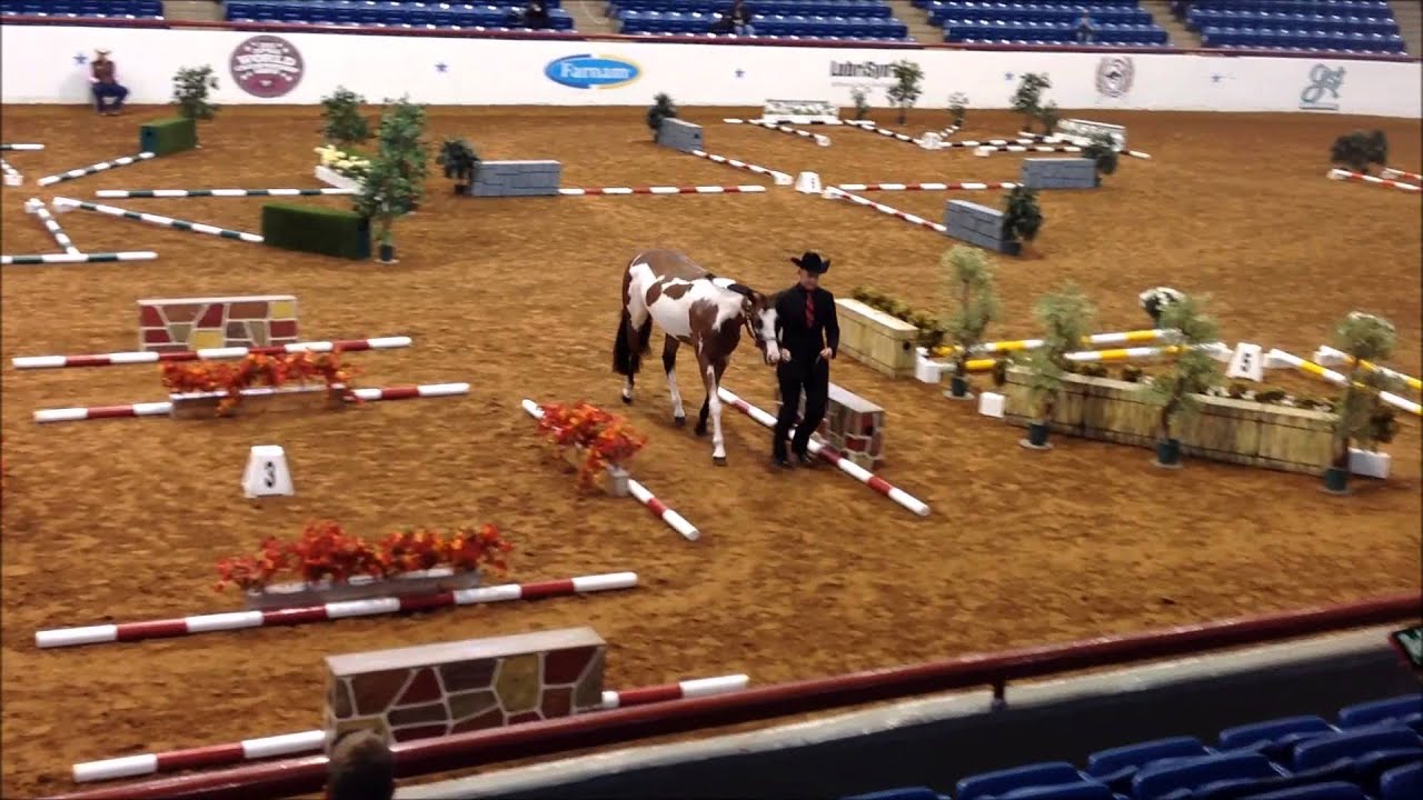 2015 APHA World Champion Open In Hand Trail - YouTube