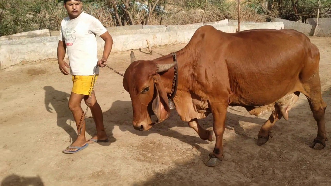 Gir gai cow sell for bana sursura Ajmer Rajasthan 8104584096 (25-5-2020 ...