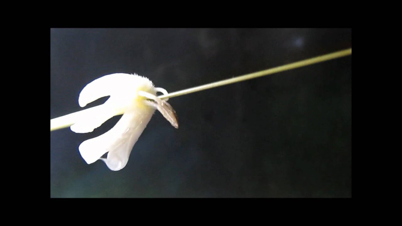 Pollen Catapult mechanism.wmv - YouTube