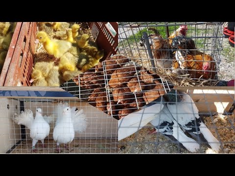 Rynek Targ Łomża 🕊🐇🐔🐣🐥🦃króliki indyki perliki kury pawie gołębie były ...