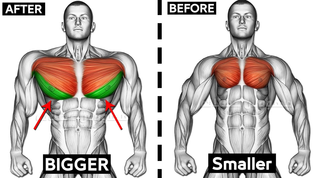 6 PERFECT EXERCISES LOWER CHEST WORKOUT 🎯 - YouTube