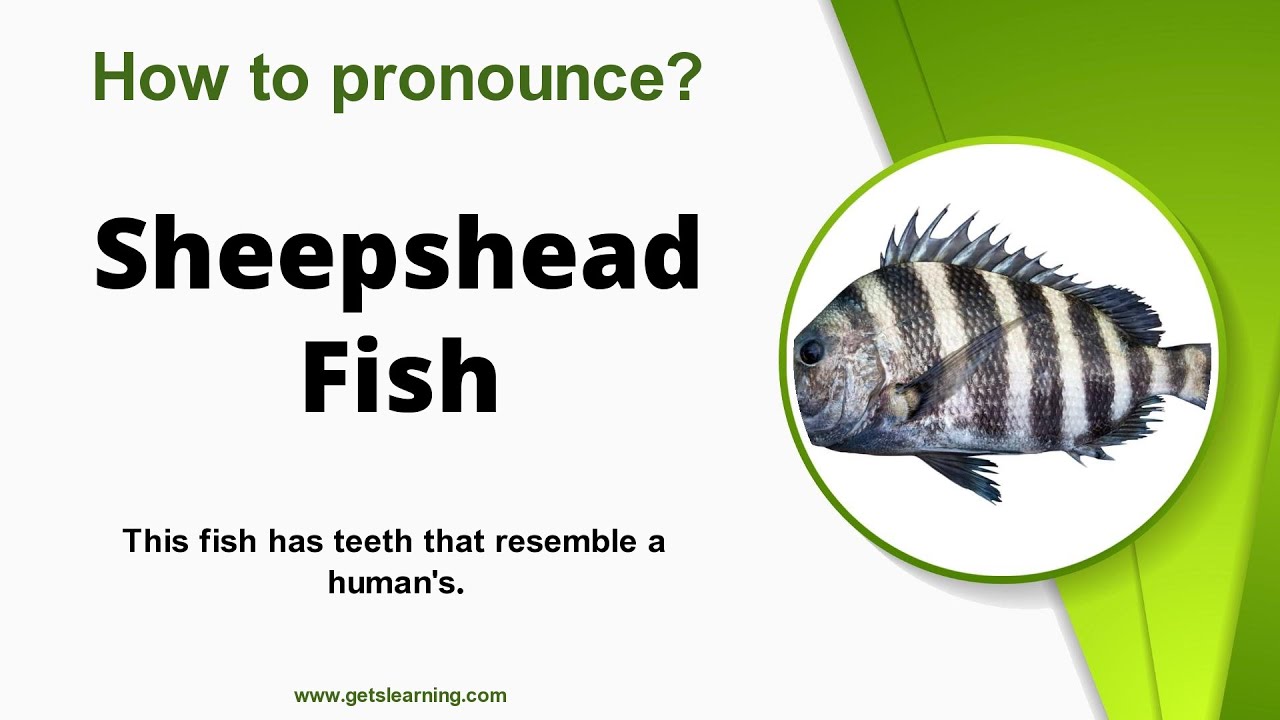 How to pronounce Sheepshead Fish in English correctly - YouTube