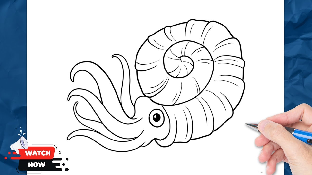 How to draw Ammonite - YouTube