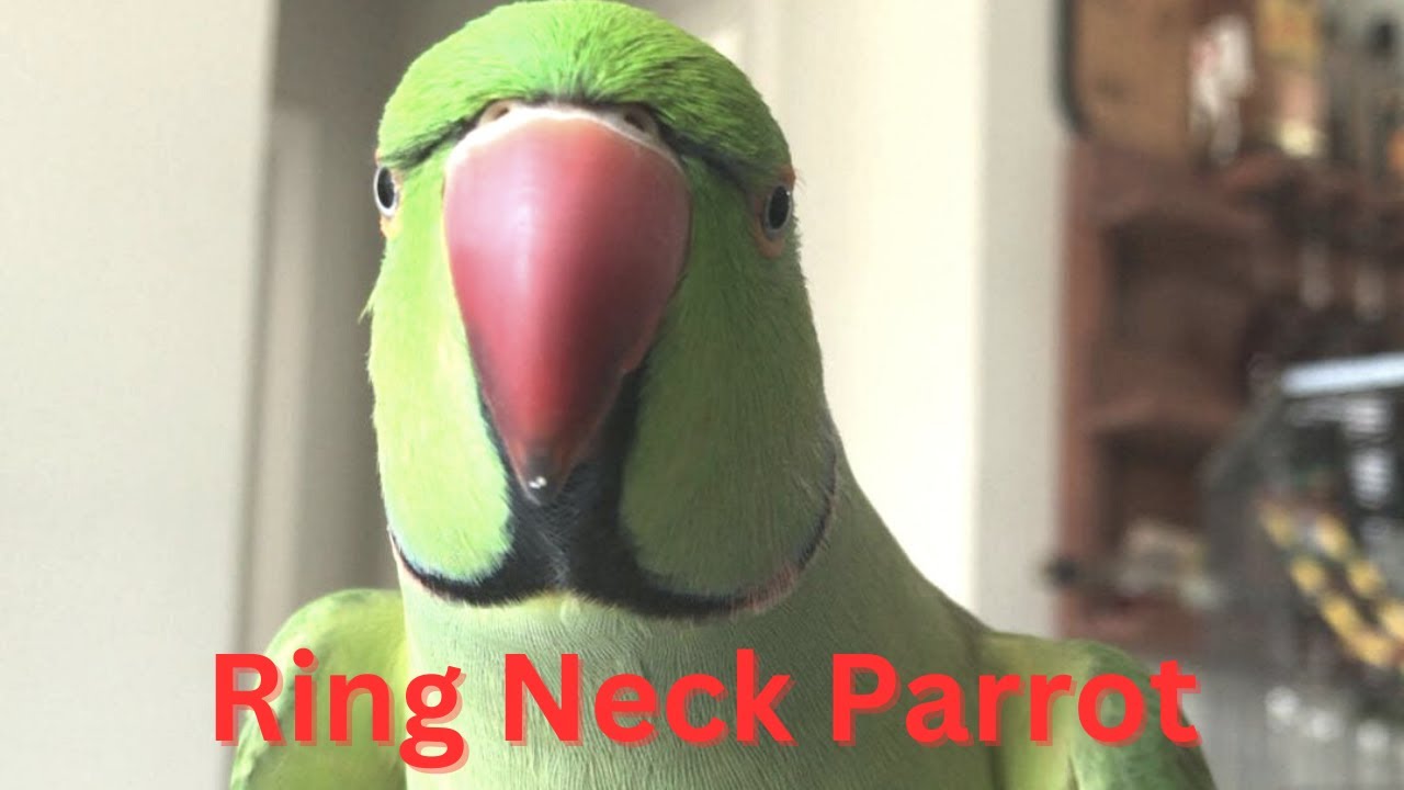 Adorable Ring Neck Parrot - Indian Ring Neck Funny Parrot with Natural ...