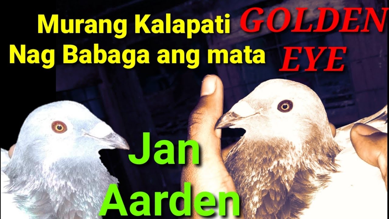 GOLDEN EYE NA KALAPATI/INAKAY TIPS/JAN AARDEN - YouTube