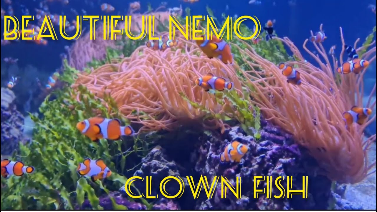 Beautiful NEMO Fish, Clown Fish,Marine Fish 🐠# COSMOS SPECIES 🌍💕 - YouTube