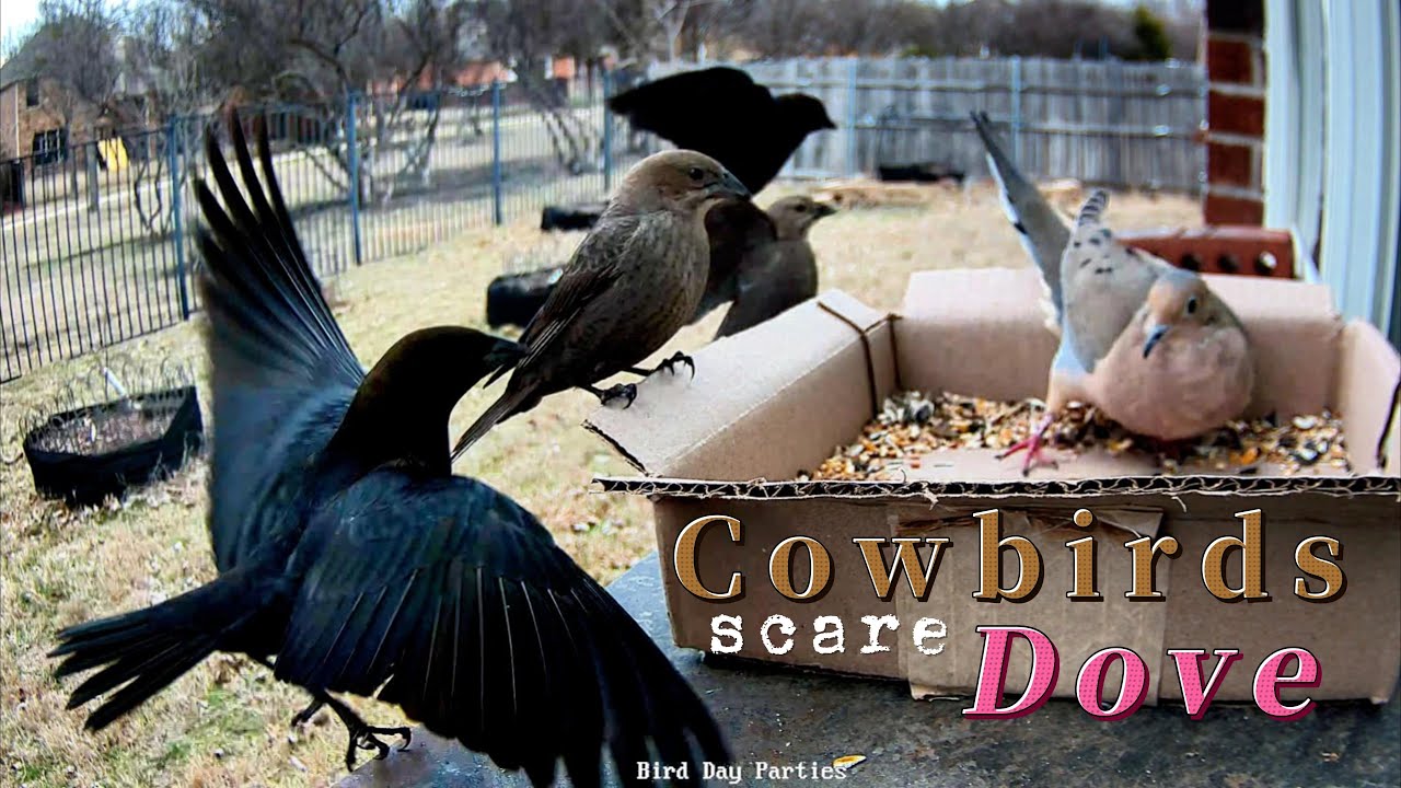 A Dozen Cowbirds Scared Dove Eating at the Bird Feeder😱 - YouTube