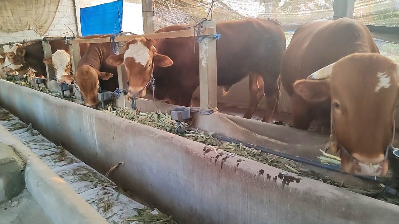 KANDANG SAPI SEDERHANA‼️OBRAL 7 EKOR SAPI CALON JUMBO - YouTube