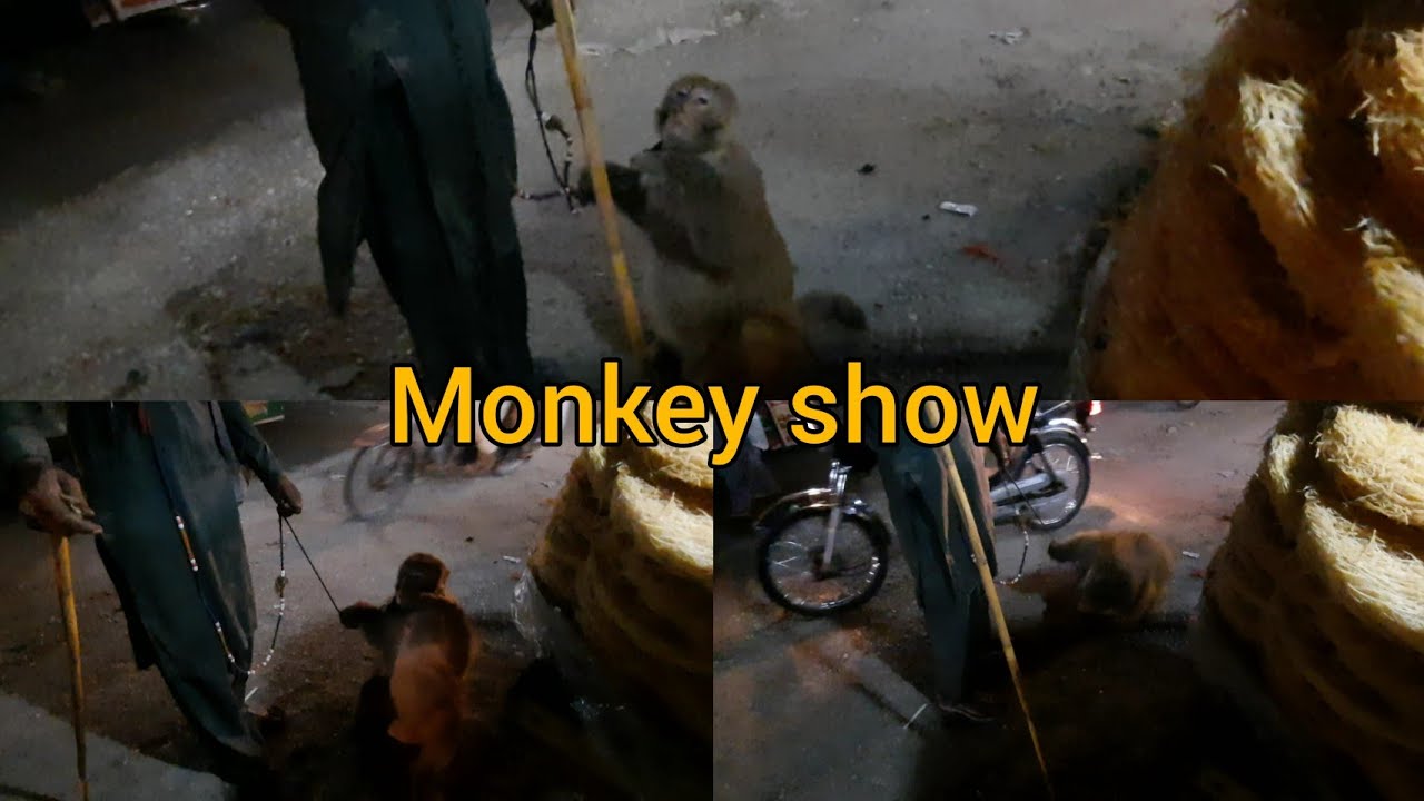 monkey 🐒 show - YouTube