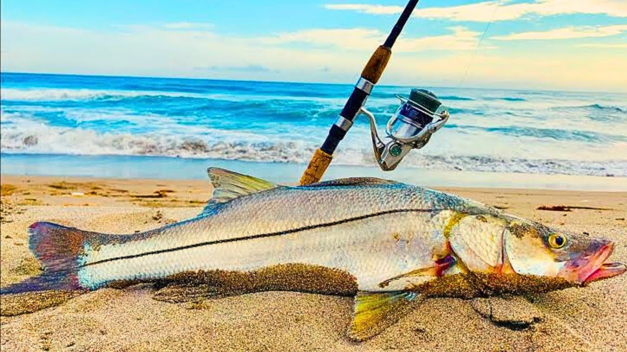 MELHORES DICAS DE COMO PESCAR O ROBALO ! - YouTube