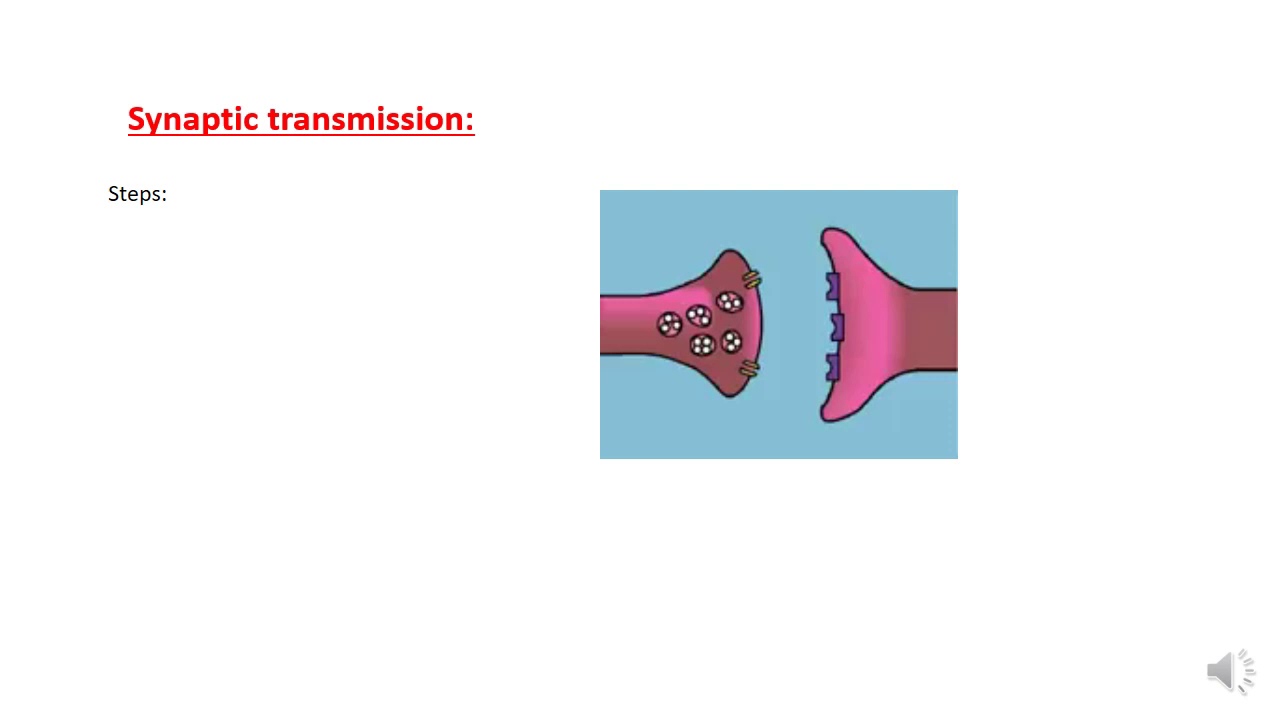Steps of synaptic transmission - YouTube