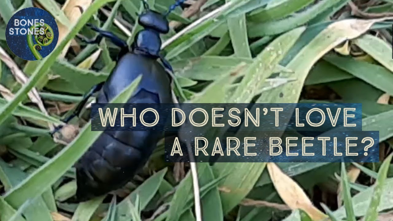 LOOK at this rare parasitic beetle. SEE IT TODAY. - YouTube