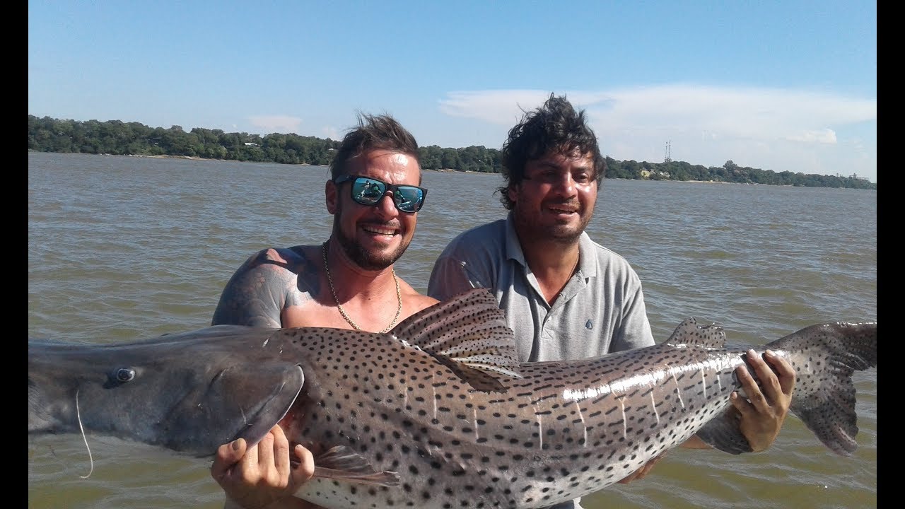 pesca de surubi en ita ibate IMPERDIBLES MOUNSTROS DE RIO - YouTube