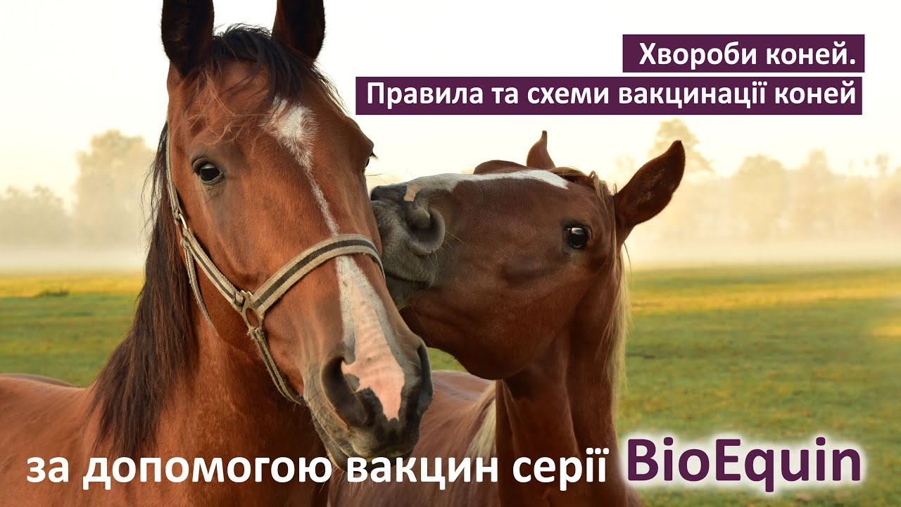 Захворювання коней.Правильна вакцинація вакцинами Bioequin. (Болезни ...