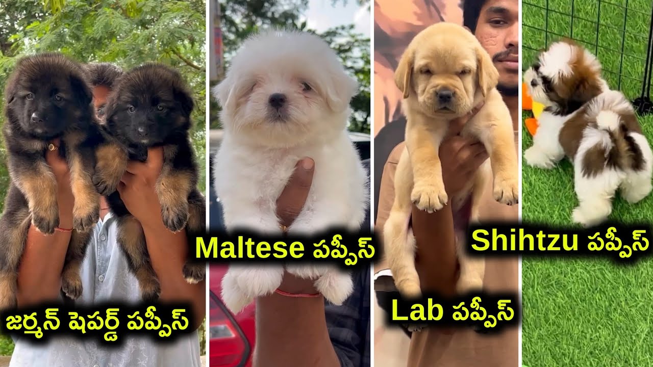 gsd,Shihtzu,Maltese,Labrador puppies for sale in telugu/7680904157 /aj ...