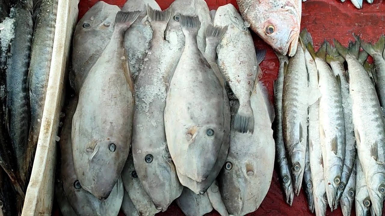fish rates #latest fish rate update# fish#fish market #karachi ...