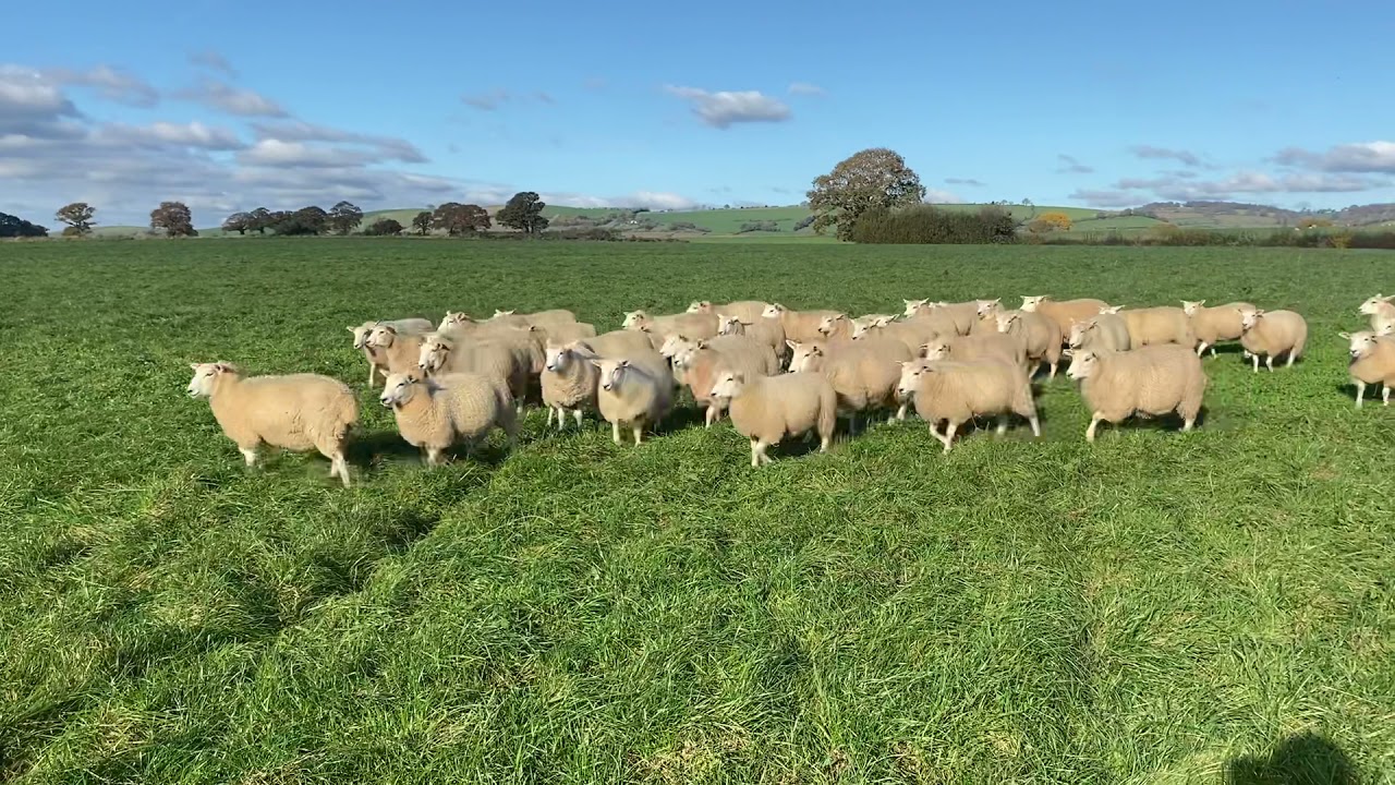 Lleyn ewe lambs 2021 - YouTube
