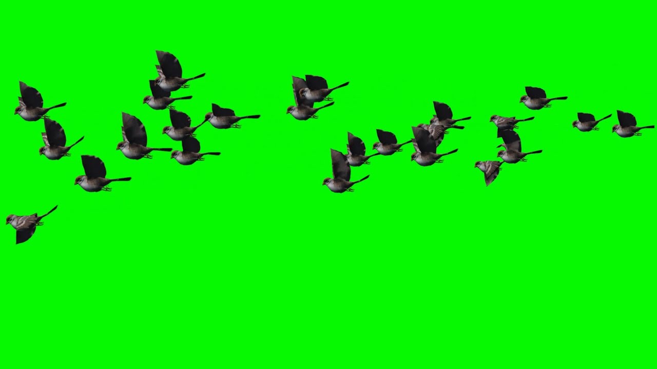 flock of birds flying past sparrows over cornfield and green screen ...