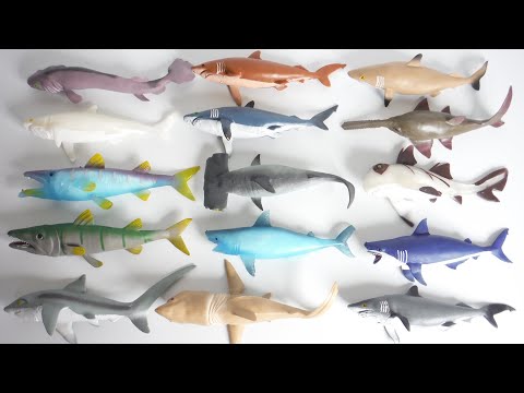 SHARK & Co. Complete set \