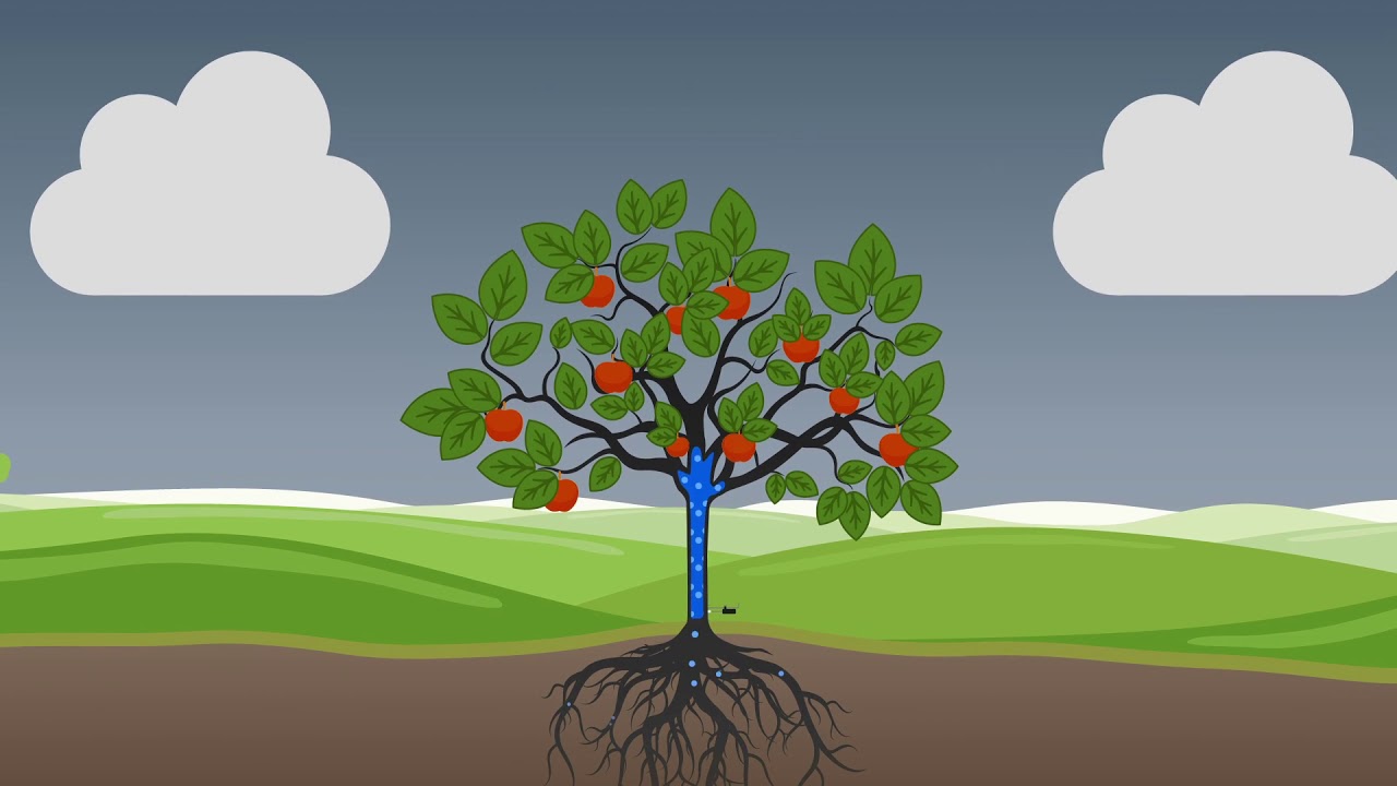 Phytech explained. Learn how Phytech works - Chinese version - YouTube