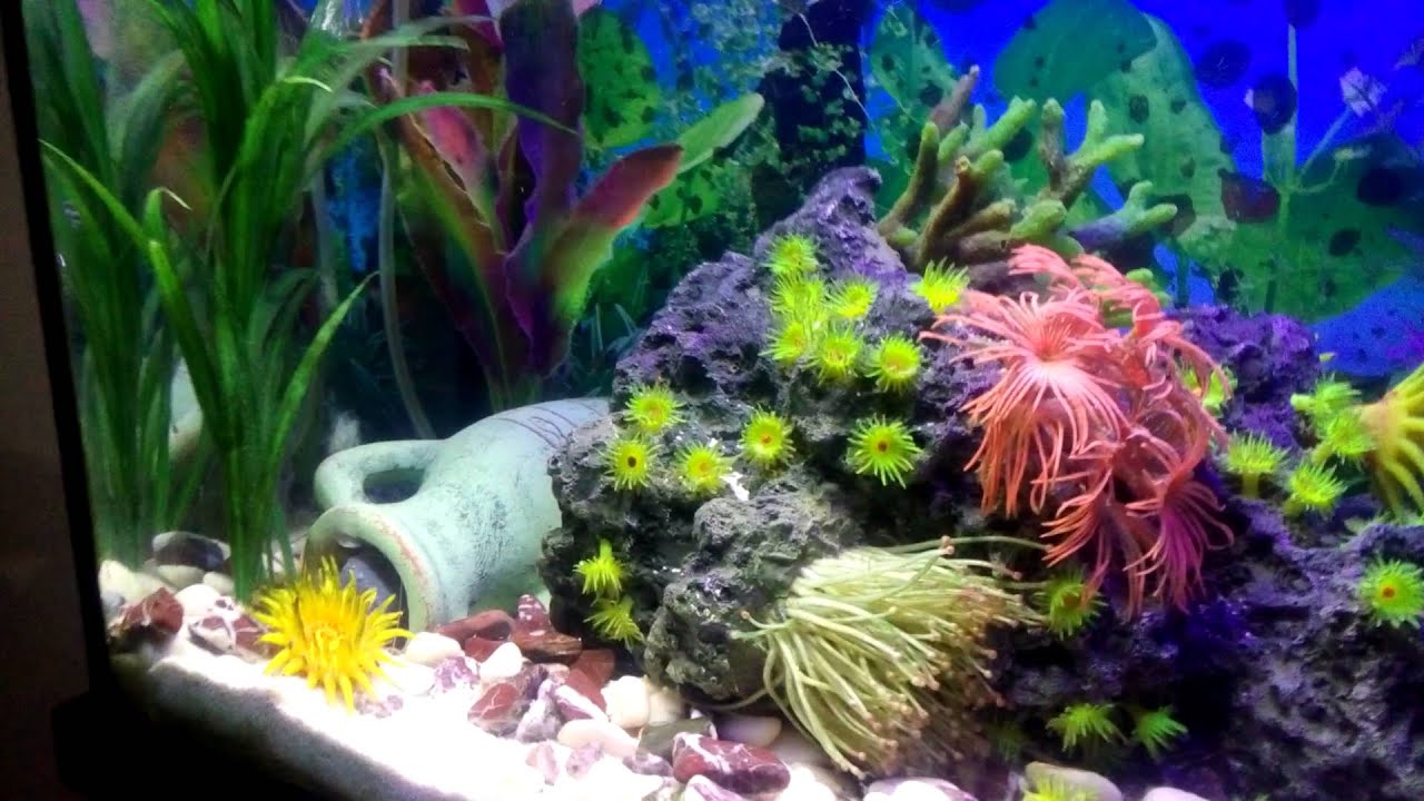 Ενυδρειο γλυκου νερου. freshwater aquarium - YouTube