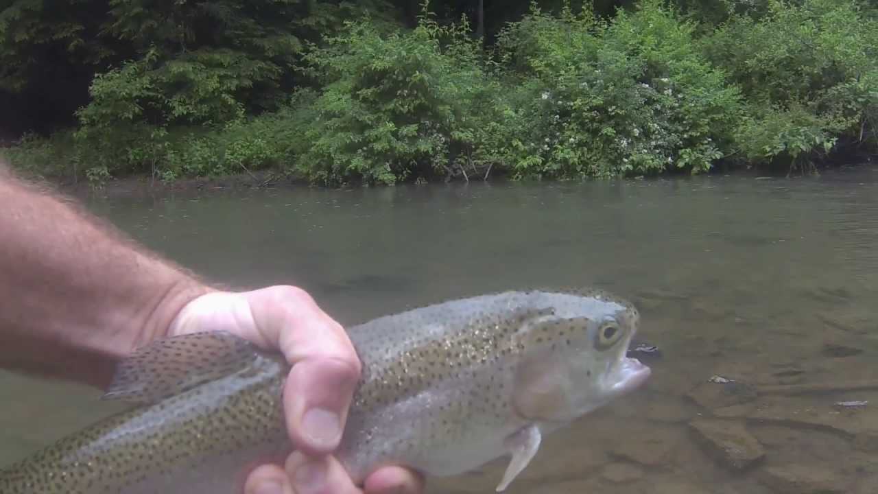 Rainbow Trout Caught in a Wild Brown Trout Stream - YouTube