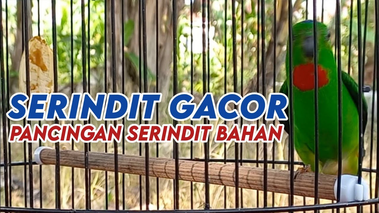 SERINDIT GACOR MEMANGGIL, SERINDIT JANTAN, SERINDIT BETINA, PANCINGAN ...