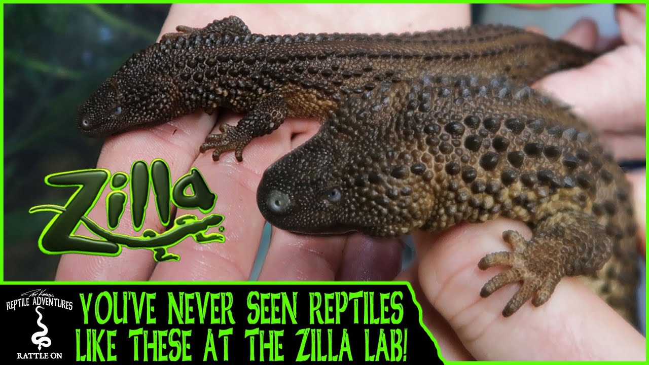 YOU'VE NEVER SEEN REPTILES LIKE THESE AT THE ZILLA LAB! - YouTube