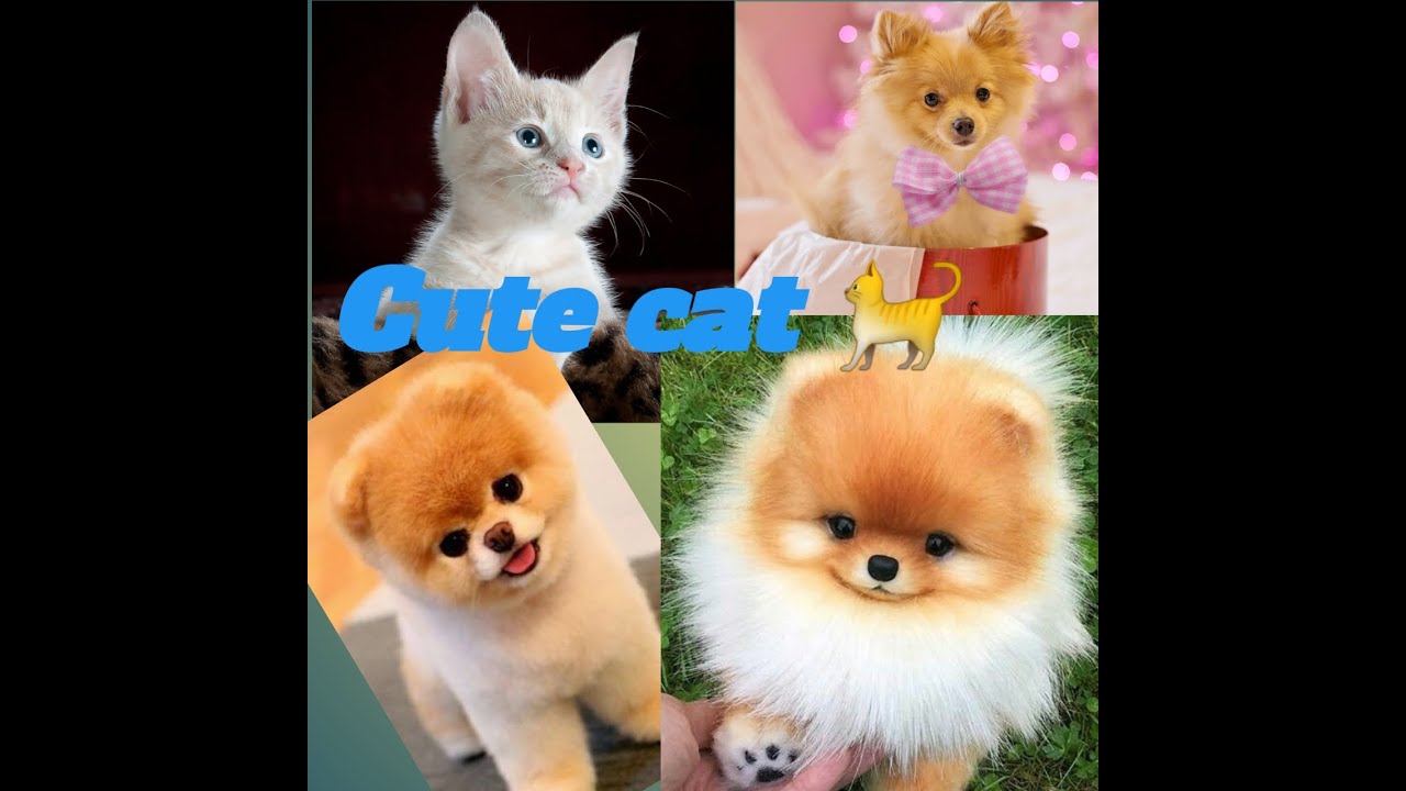 Baby cat -Cute cat and Funny cat videos Compilation So cute cat and ...