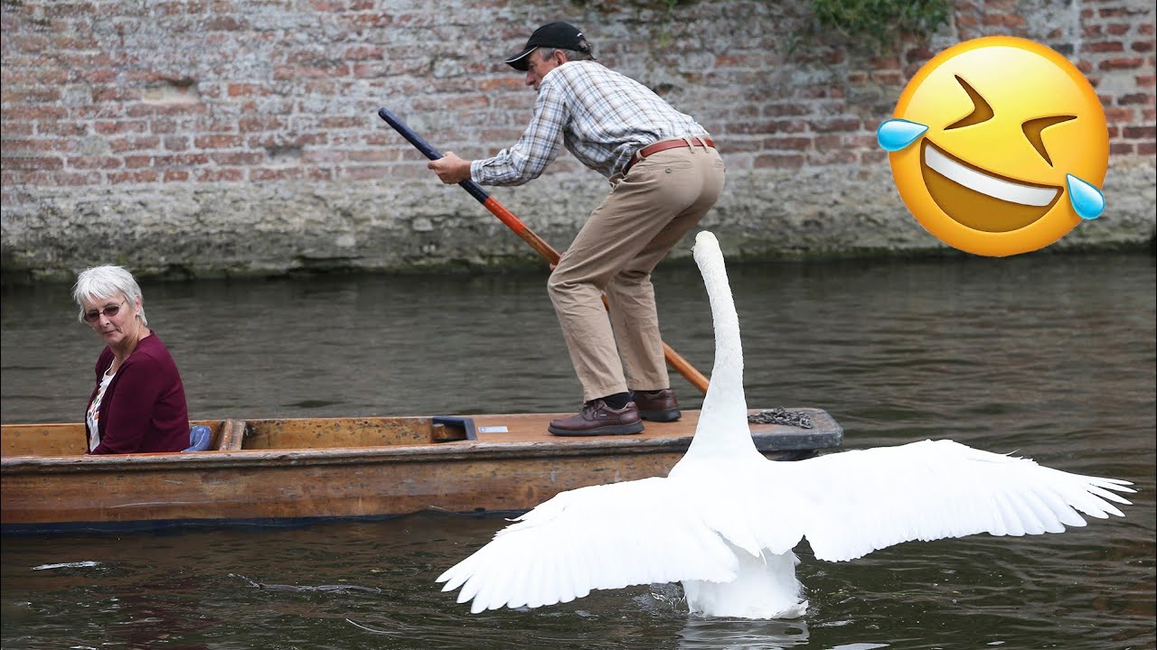 Best Funny Videos Compilation 🤣 - Hilarious People's Life | 😂 Try Not ...