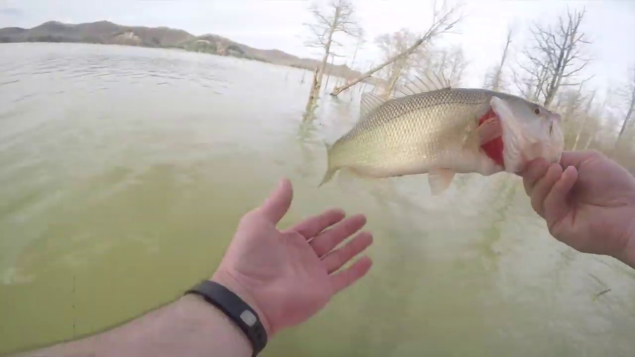 Cobb Fishin'-Spring Bass Fishing-Cave Run Lake 2019 - YouTube
