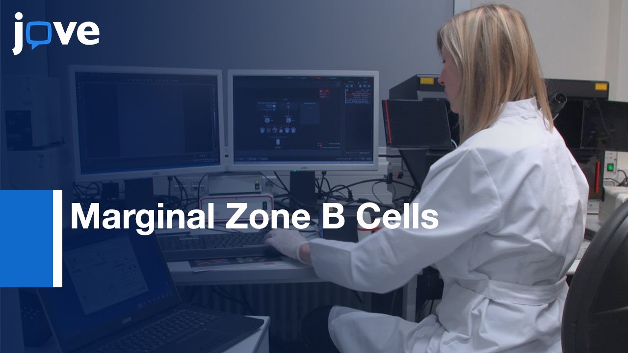 Shear Flow-induced Migration of Marginal Zone B Cells Analysis ...