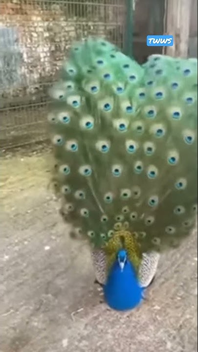 Beautiful Peacock Dance Shorts Youtubeshorts Viralvideo Youtube