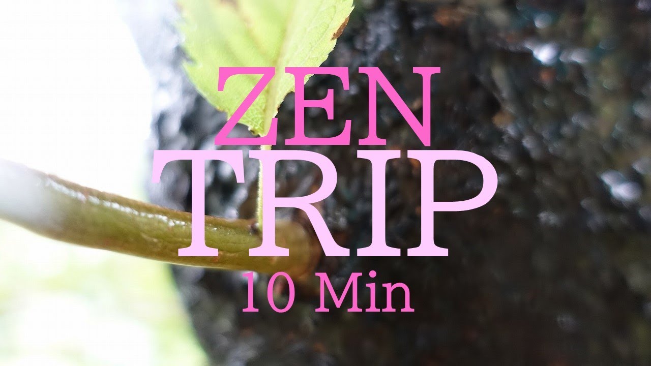 Enlightenment Day 018 of 108 - 10 Minute Zen Music for Meditation ...