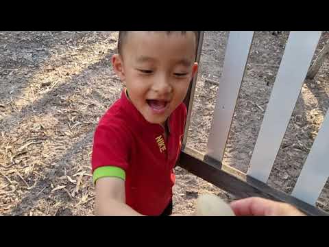 Jordan mus pub qaib nawb - YouTube