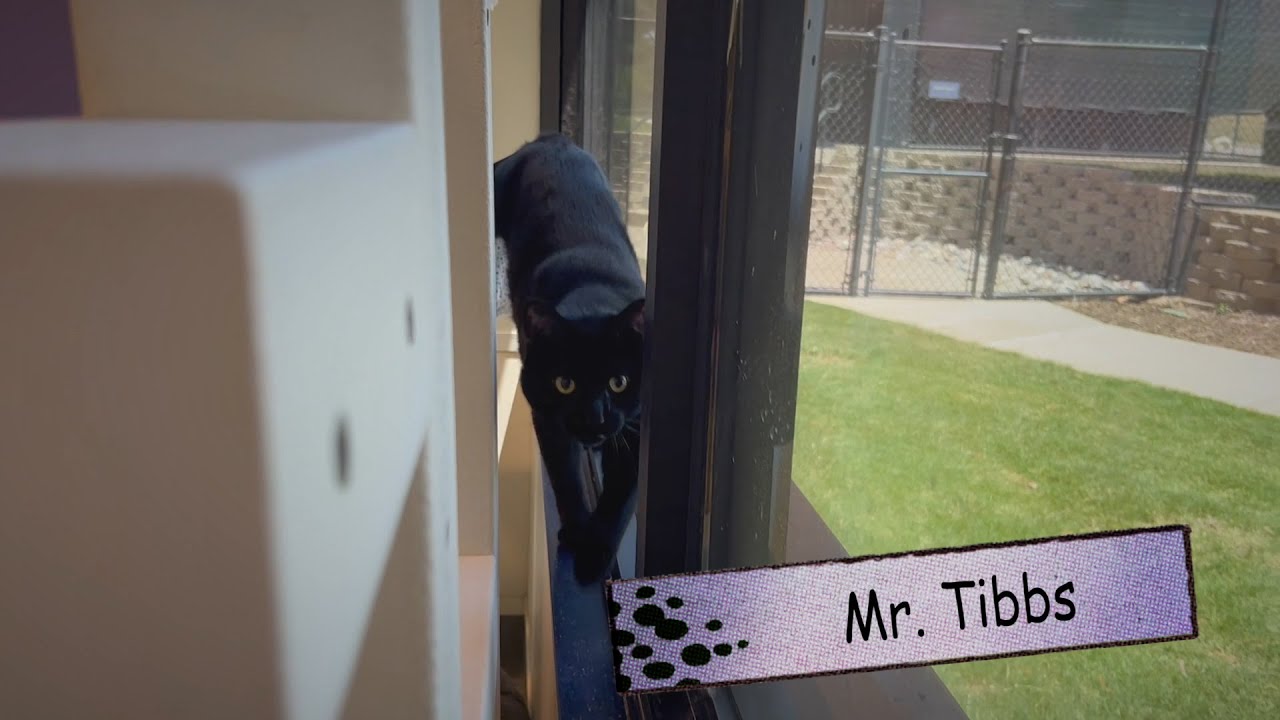 Meet Mr. Tibbs - YouTube