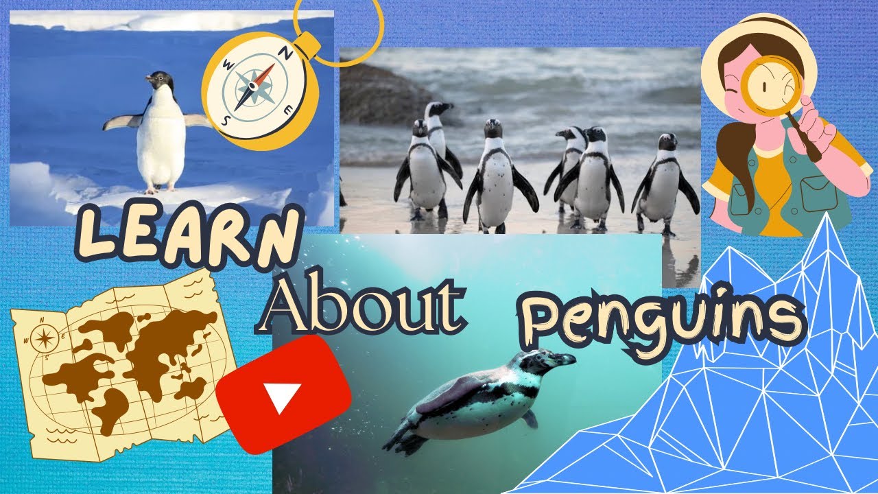 Let’s Learn PENGUIN FACTS!! - YouTube