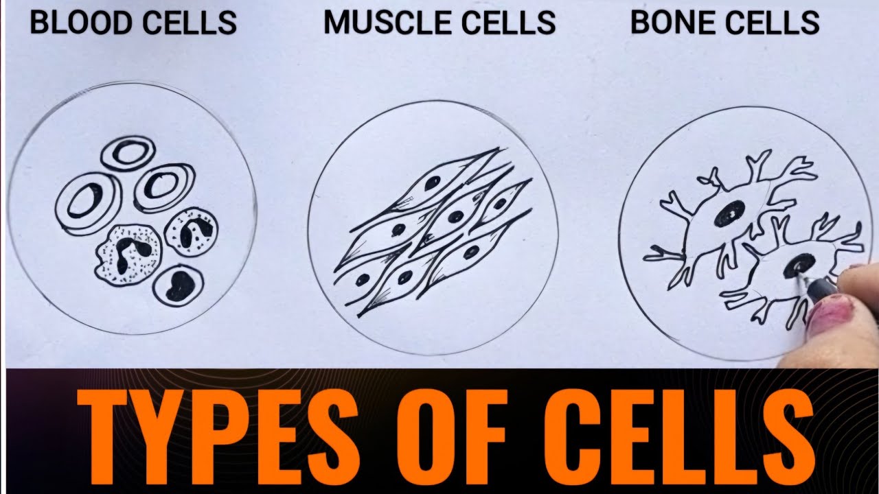 7 types of cells easy drawing / different types of cells diagram - YouTube